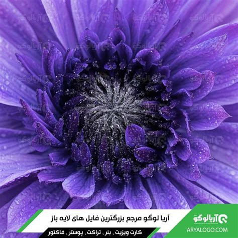 عکس گل با کیفیت 4k کد 269 آریا لوگو مرجع فایل های لایه باز