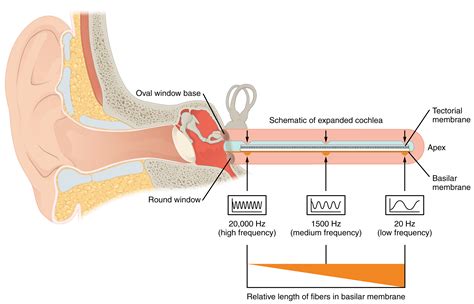 14 The Somatic Nervous System Neurosciencecdn2