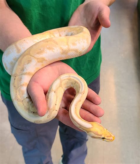 Python Regius Ball Python Banana Spider Sokka Pyt Regius