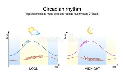 Circadian Rhythm Diagram Melatonin Cortisol Hormones Stock 47 Off