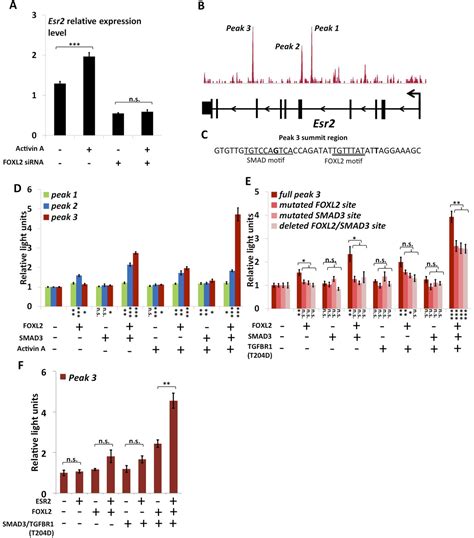 The Transcription Factor Foxl2 Mobilizes Estrogen Signaling To Maintain