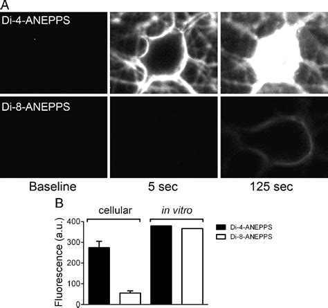 Figure 4 From Diverse Voltage Sensitive Dyes Modulate Gabaareceptor Function Semantic Scholar