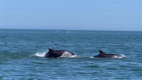 Huge Pod Of Bottlenose Dolphins Spotted Off East Yorkshire Coast