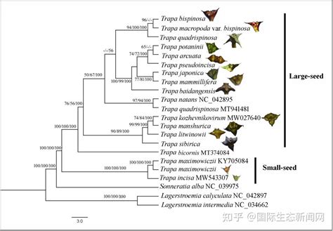 武汉植物园基于叶绿体全基因组揭示菱属系统进化关系 知乎
