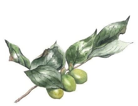 青柿イラスト No 23623789無料イラスト フリー素材ならイラストAC
