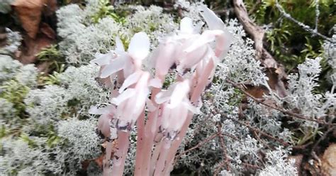 Mt Carleton Ghost Flowers Album On Imgur