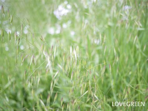 多摩川で見られる野草と雑草一覧春の川辺を彩る美しい草花たち LOVEGREEN ラブグリーン