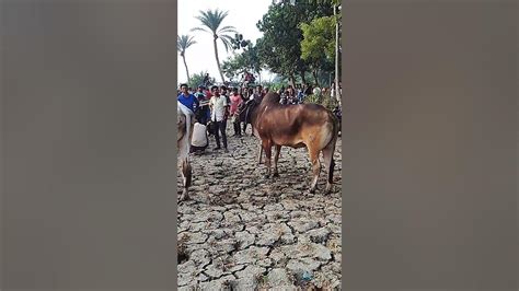 গরু গারি দাবর যশোর সদর ইছালী ইউনিয়ন Youtube