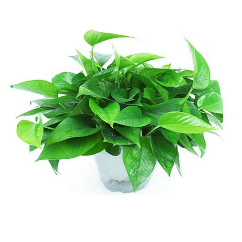 绿萝室内吸除甲醛绿植办公室水培绿植盆栽长藤大绿萝懒人盆栽绿植虎窝淘