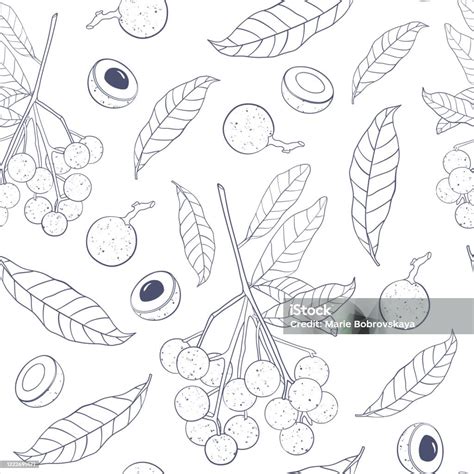 롱간 과일과 트렌디 한 원활한 패턴 흰색 배경에 고립 된 롱의 가지 나뭇잎 및 반 볼트 롱안에 대한 스톡 벡터 아트 및 기타 이미지 Istock