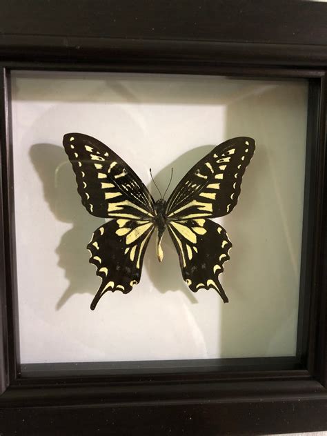 Papilio Xuthus Butterfly Citrus Swallowtail Butterflies In Frame Swallowtail Butterfly