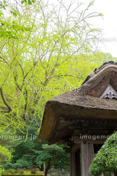 藁葺き屋根の写真素材 226540806 イメージマート