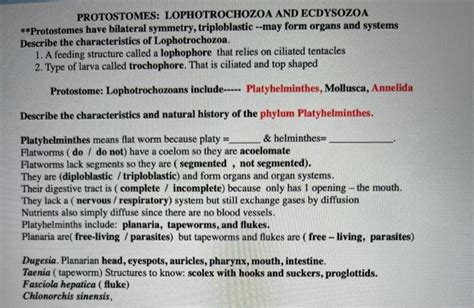 Solved Protostomes Lophotrochozoa And Ecdysozoa