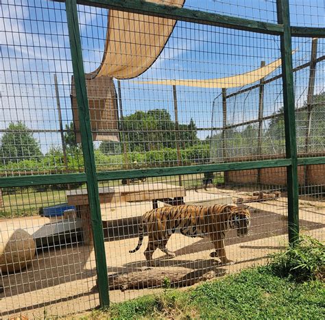 Tiger World Bengal Tiger Exhibit Zoochat
