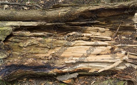 Decomposing Tree Trunks 0007 Texturemax