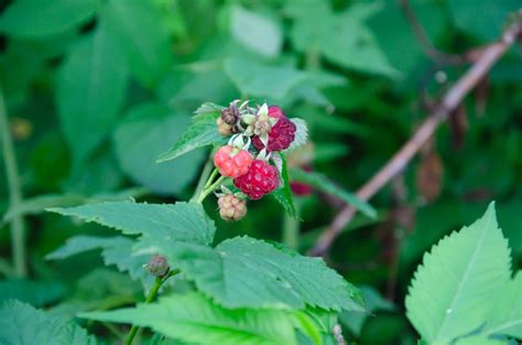 정원에있는 빨간 나무 딸기와 녹색 잎 클로즈업 정원에서 잘 익은 나무 딸기의 가지 건강한 생활방식에 대한 스톡 사진 및 기타 이미지 건강한 생활방식 건강한 식생활