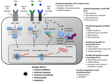 Deregulation Of Interferon Signaling In Malignant Cells