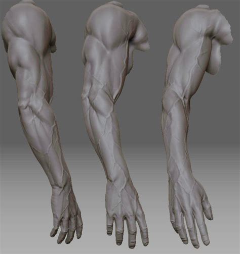 转载 3D人体精模 晨风兮兮 新浪博客 Anatomy for artists Anatomy reference Anatomy