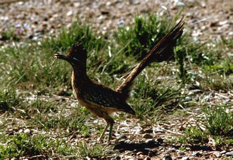 Fileroadrunner Wikimedia Commons
