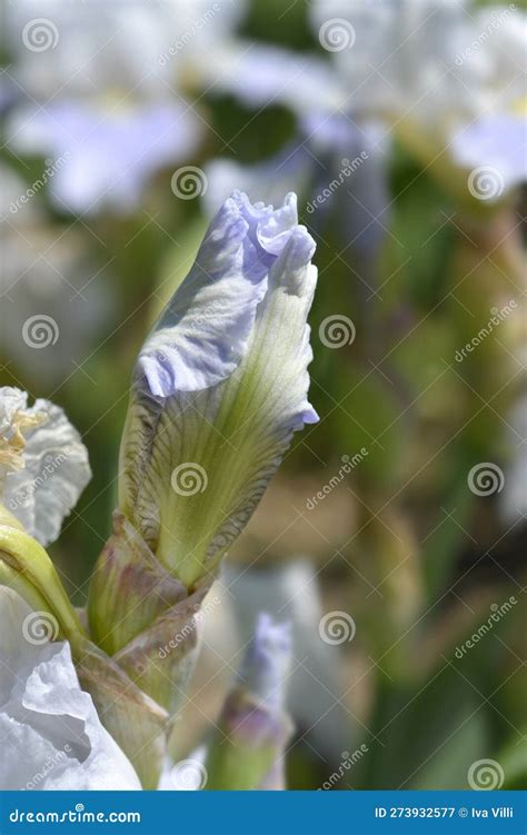 Intermediate Bearded Iris Antarctique Stock Image Image Of