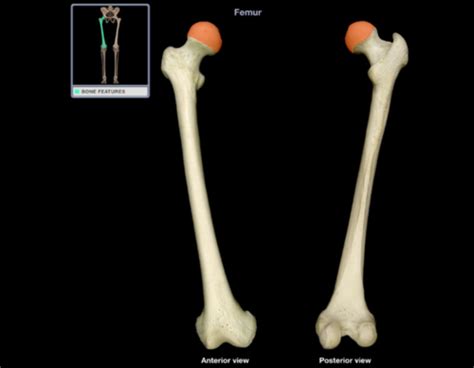 The Femur Flashcards Quizlet