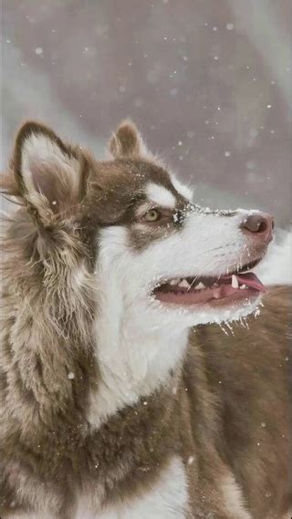 北极狼壁纸 北极狼手机壁纸 北极狼手机动态壁纸 元气壁纸