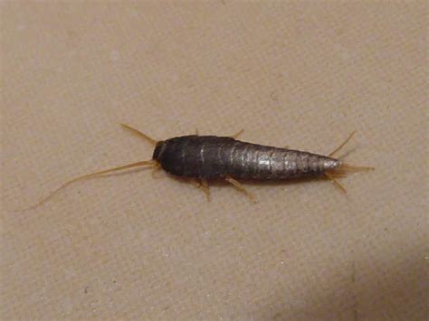 The 10 Most Common House Bugs And 10 Tips For Getting Rid Of Them
