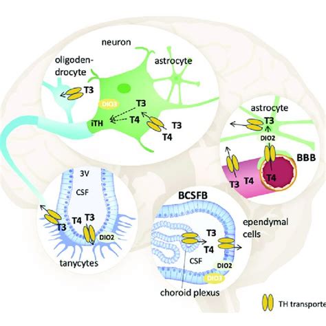 Transporters Allowing Thyroid Hormone Entry Into Cells Download