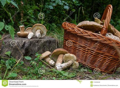 Groups Of Porcini Mushrooms Boletus Edulis Cep Penny Bun Por Stock
