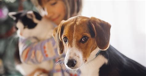 Más De 7 Millones De Perros Y Gatos Abandonados Y La Oportunidad De
