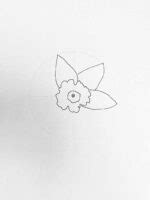 How To Draw A Daffodil From Multiple Views Picture Box Blue