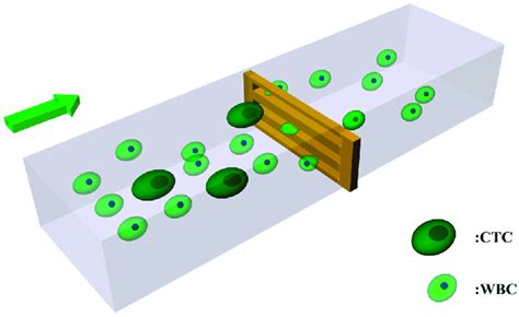 Schematic Diagram Of The Filtering Process Download Scientific Diagram