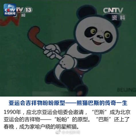 北京亚运会吉祥物盼盼原型大熊猫巴斯去世享年37岁 绿政公署 澎湃新闻 The Paper