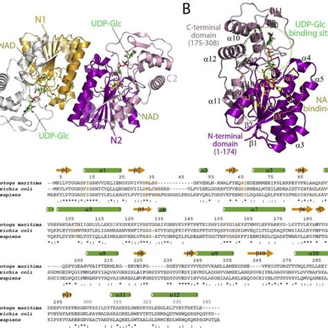 Comparison Of The Growth Of E Coli Bw25113 As The Wild Type Strain And