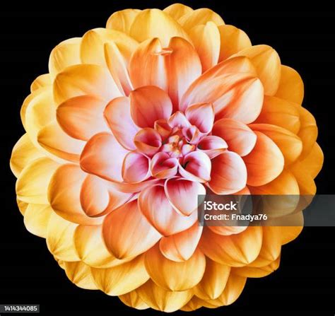 클리핑 경로가있는 검은 색 고립 된 배경에 노란색 달리아 꽃 근접 촬영 디자인을 위해 자연 0명에 대한 스톡 사진 및 기타 이미지 Istock
