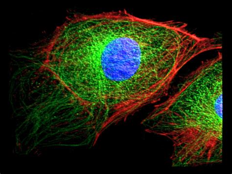 Cytoskeleton Microscope