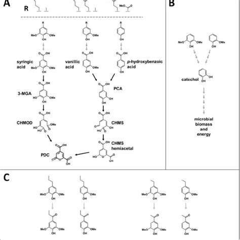 Figure S9 Metabolic Pathways For Degradation Of Aromatic Compounds By