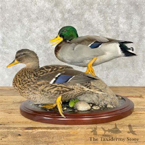 The Taxidermy Store Taxidermy Mounts For Sale