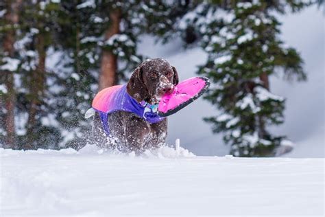 Meet The German Shorthaired Pointer Weimaraner Mix Breed