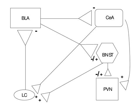 Bla And Stress Circuitry Diagram Examining How Lcne Induced