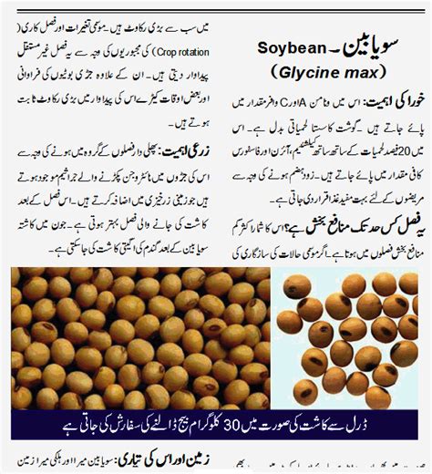 Soybean In Urdu پاکستان میں سویابین کی کاشت