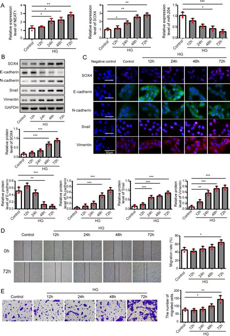 Human Retinal Pigmented Epithelium Cell Line Arpe 19 Atcc Bioz