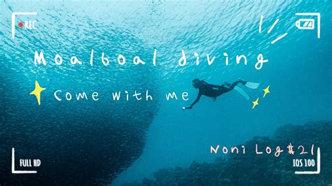 유기농 노니21 세부 다이빙 성지 모알보알에서 거북이 대신 정어리랑 프리다이빙 투어♡ I 필리핀 여행 브이로그 L 동남아 세부 여행 I Youtube