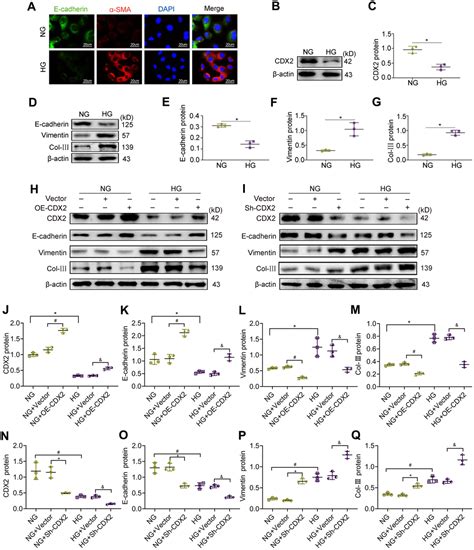 The Role Of CDX2 In Renal Tubular Lesions During Diabetic Kidney