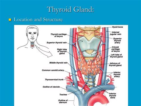 Ppt Thyroid Gland Powerpoint Presentation Free Download Id 398692