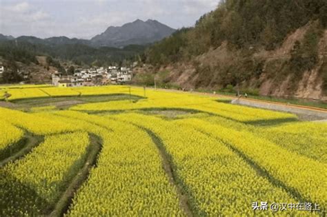 汉中镇巴花海绽放，绘就乡村振兴美丽画卷产业带李塘塘村