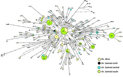 Multidimensional Vector Space Haplotype Network For Anopheles Dirus And