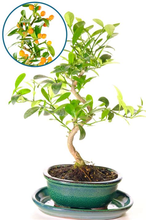 Orange Bonsai Tree Citrus Kinzu Long Fruiting Period