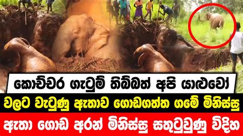 කොච්චර ගැටුම් තිබ්බත් අපි යාළුවෝ වලට වැටුණු ඇතාව ගොඩගත්ත ගමේ මිනිස්සු