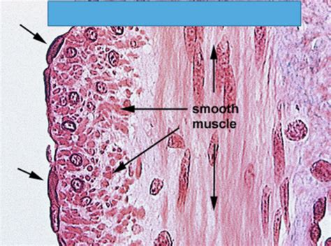 Epithelial Tissues Flashcards Quizlet